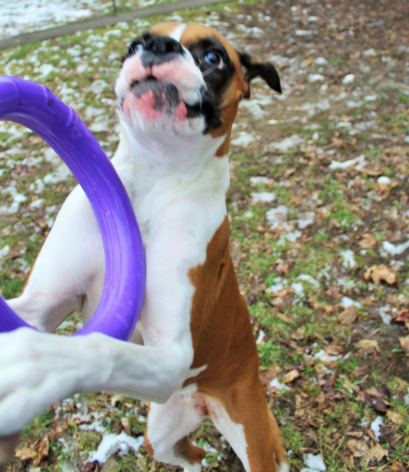 Dog Madness: Puller An Unique Interactive Training Device For A Healthy ...