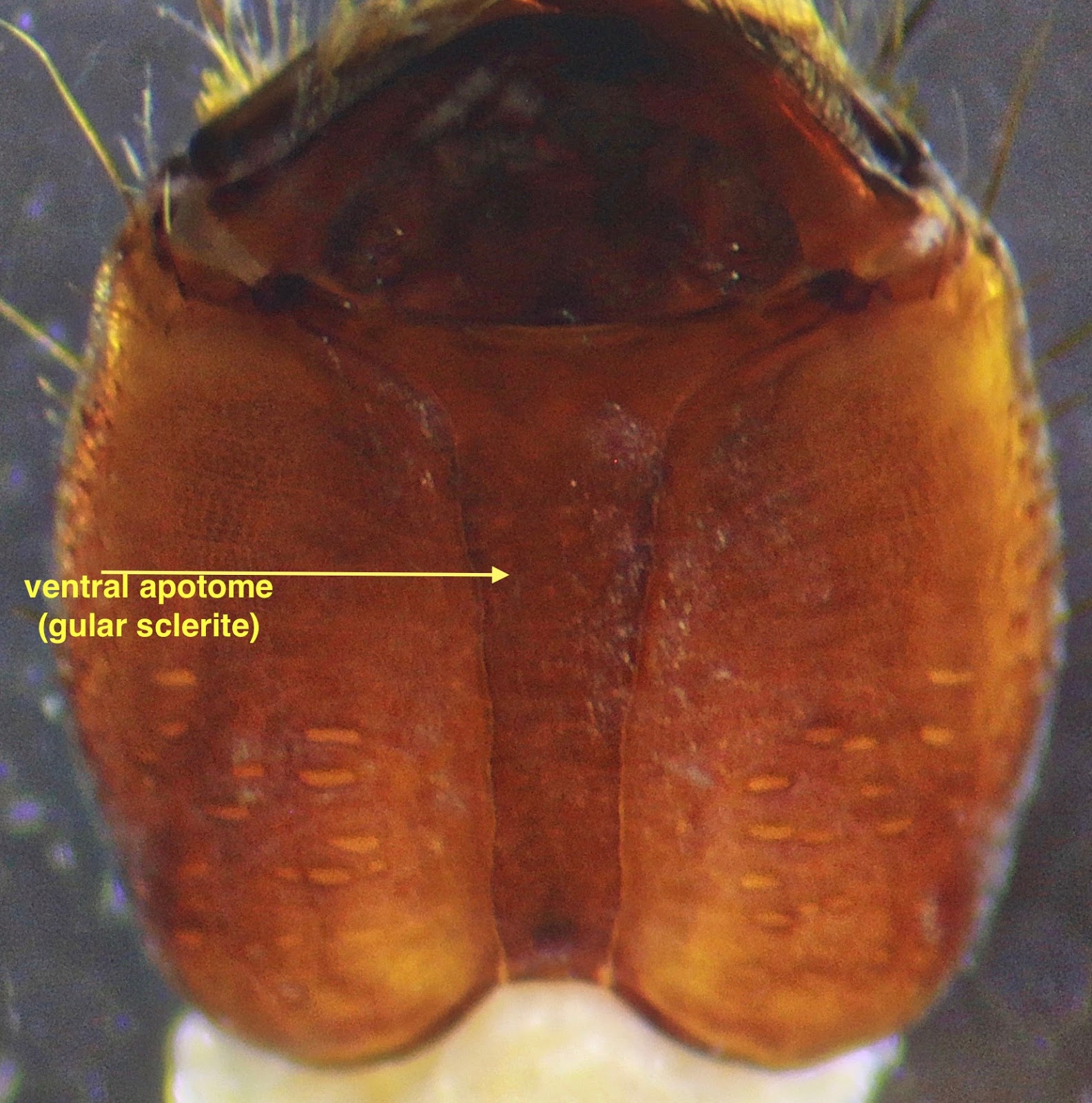 Aquatic Insects of Central Virginia: The "ventral apotome" and genus ID ...