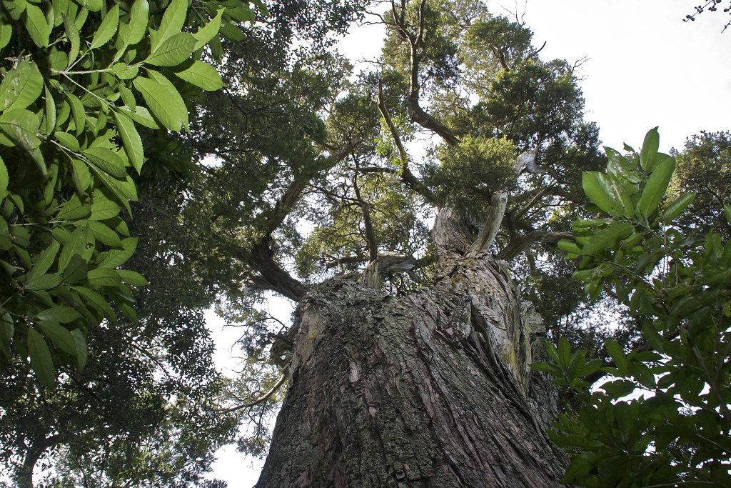 Podocarpus totara - Totara care and cultivation | Travaldo's blog