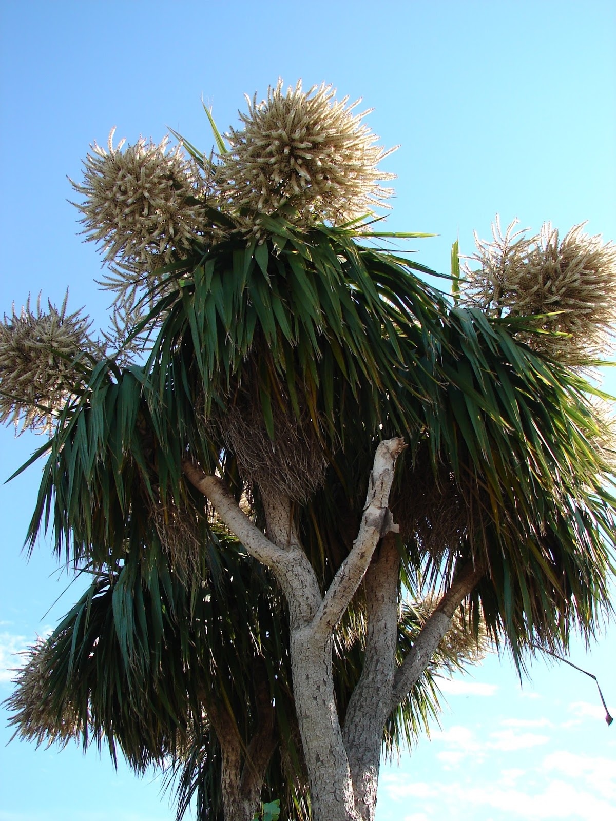 Trees For Canterbury