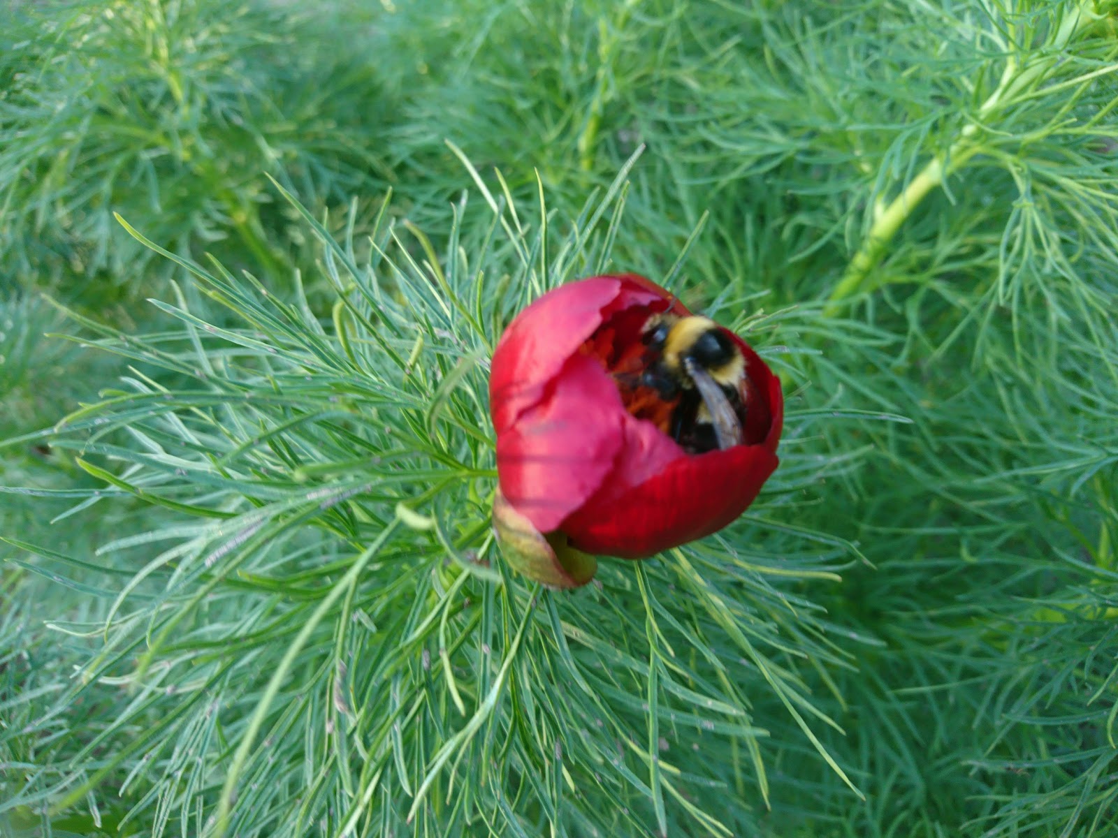Rohtaias Paeonia Pojeng