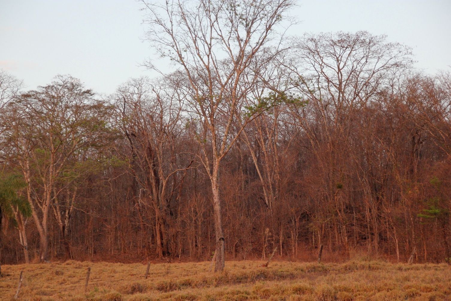 Caliandra do Cerrado: O que é o Cerradão?