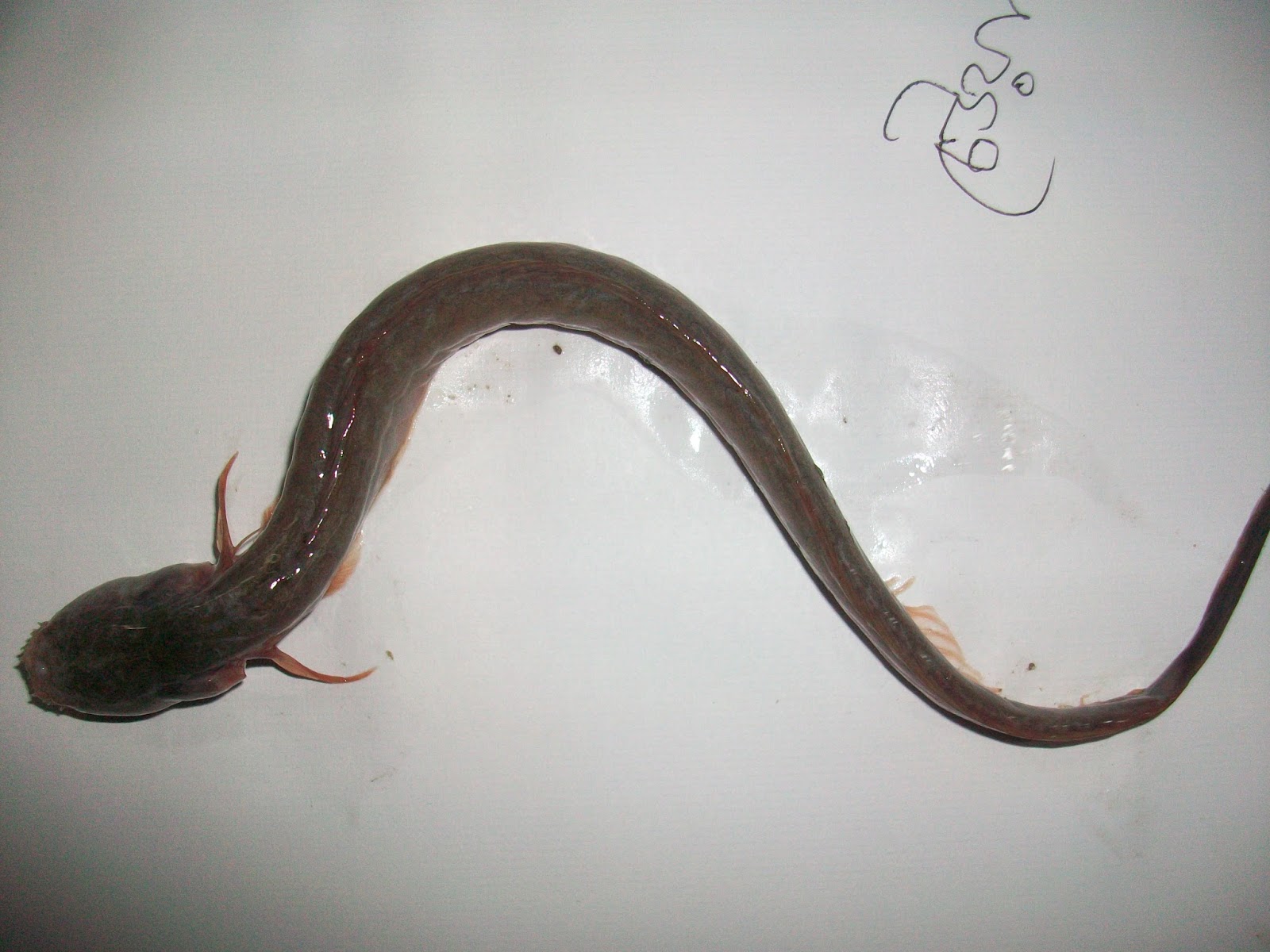 Telapia, Shrimp / Prawn, Pangus and Koi culture Technique