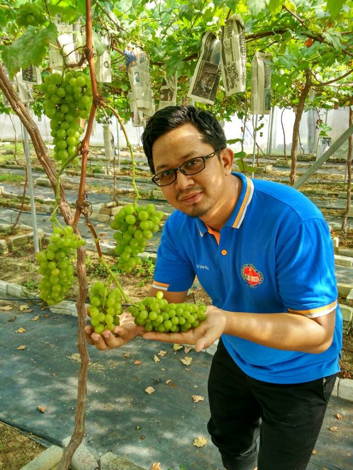 Cikgu Kebun Academy: Kenapa Pokok Anggur Sangat Menarik Untuk Kita Tanam???