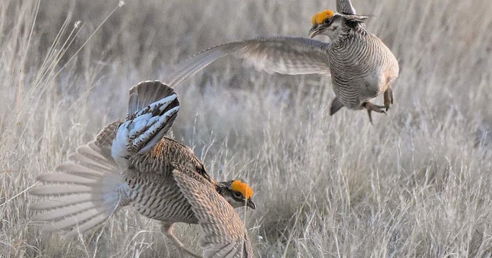 Las Aventuras: The Lek Trek