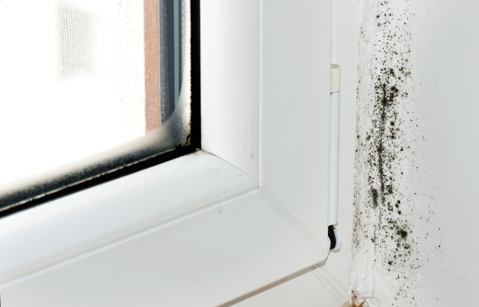 How to Safely and Effectively Get Rid of Mold In Your Home