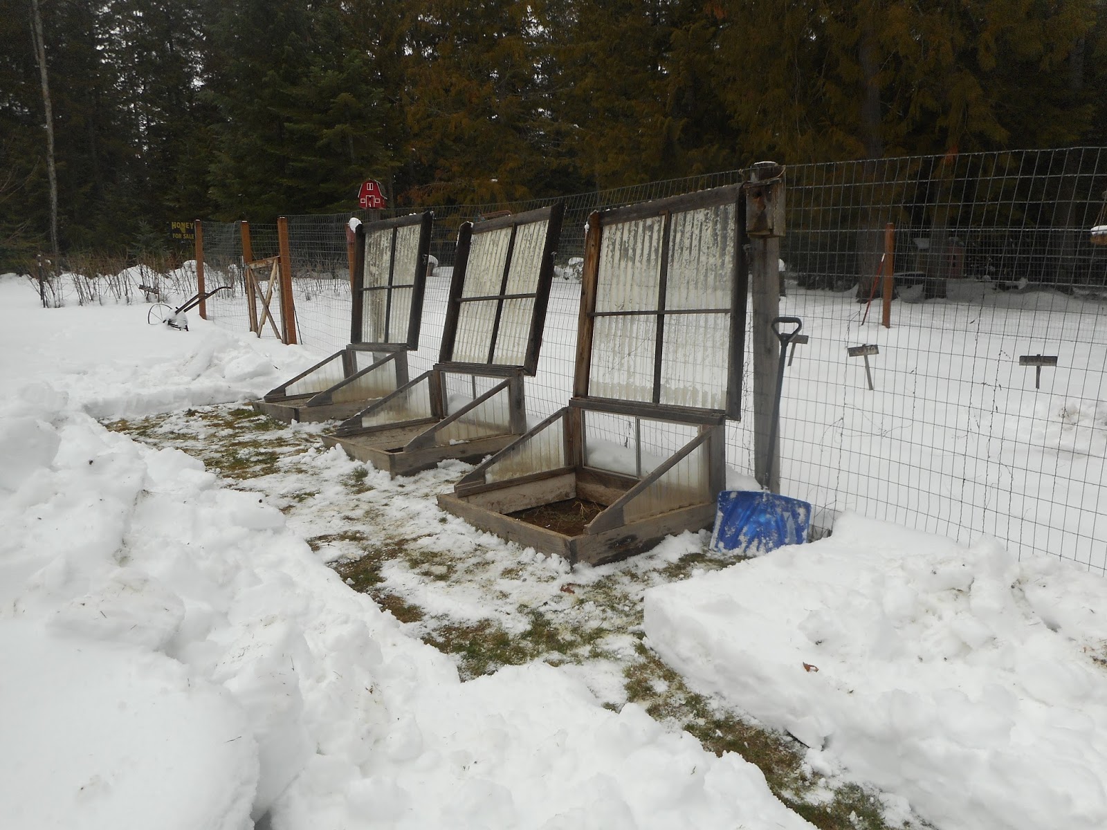 Jen & the Bean stalk: January 2016