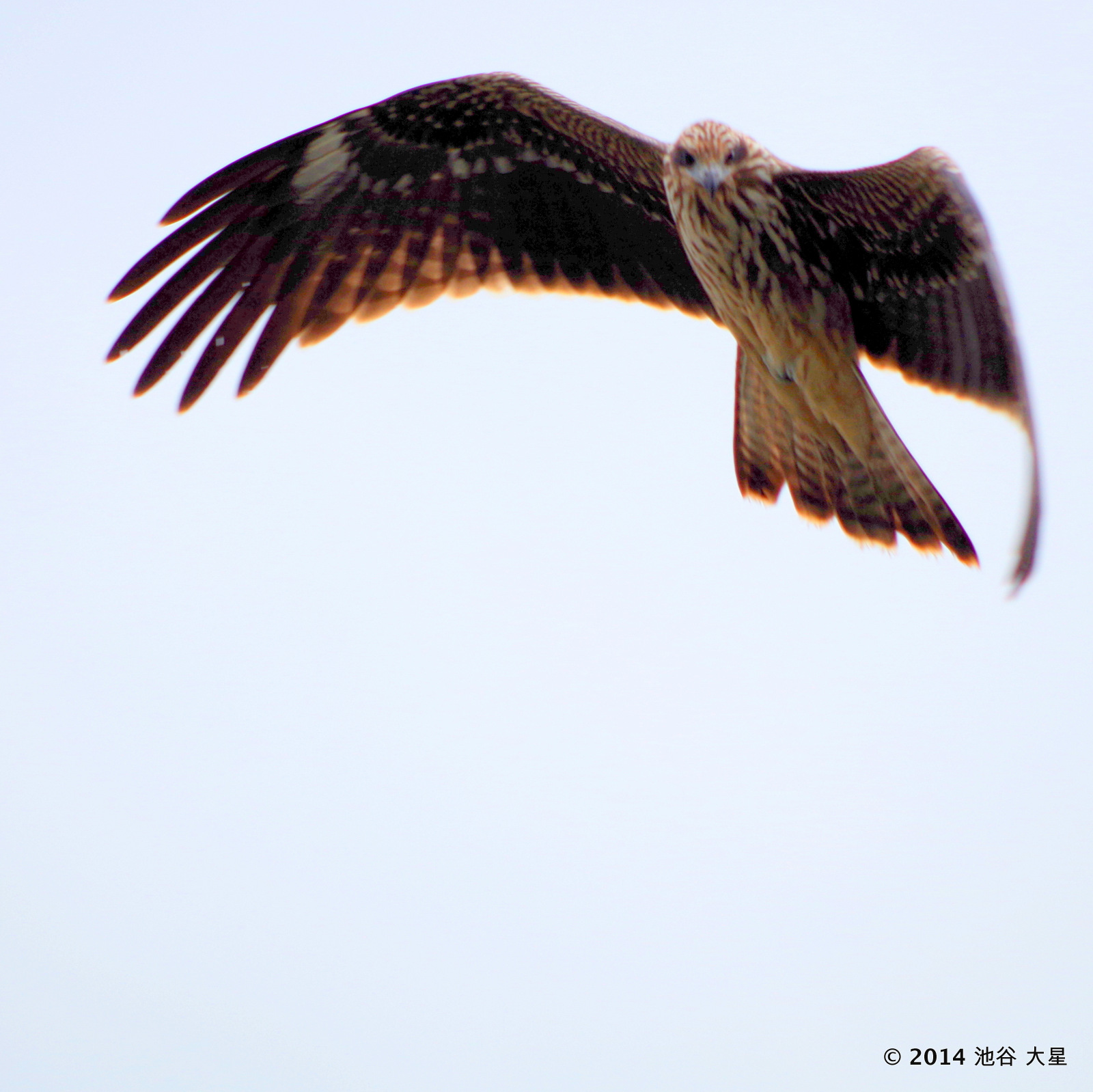 Pix4Japan: Japanese Tobi Raptor and Egret