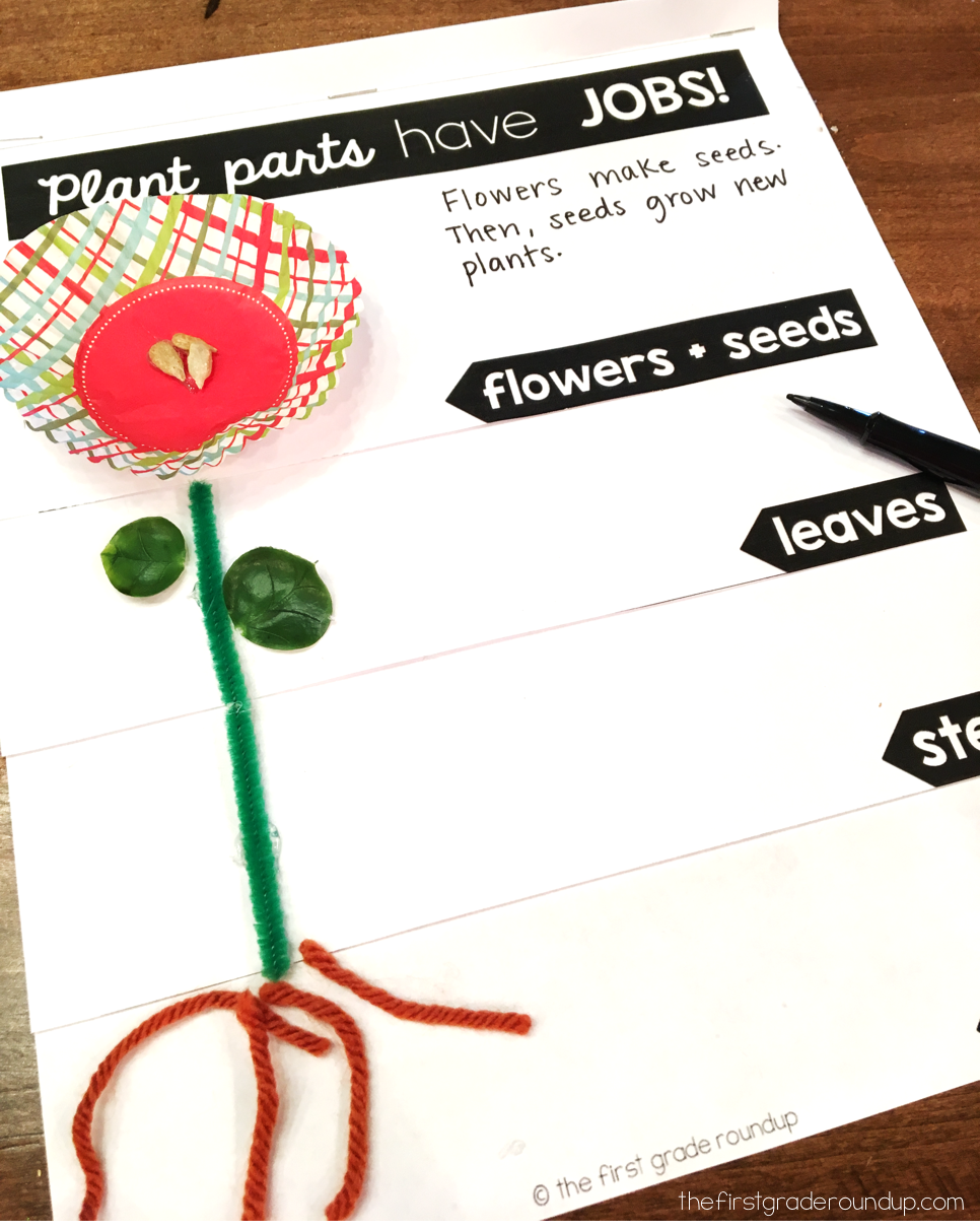 Organisms 1st grade science activities with plants and animals - The ...