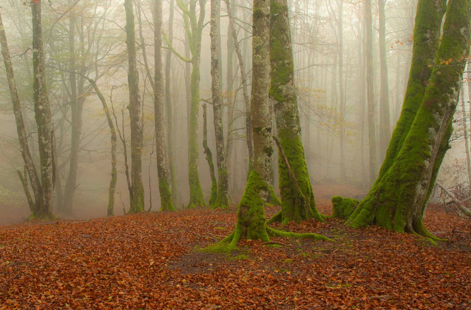 Instantes, fotos de Sebastián Navarrete: El Bosque de Leurtza, Navarra