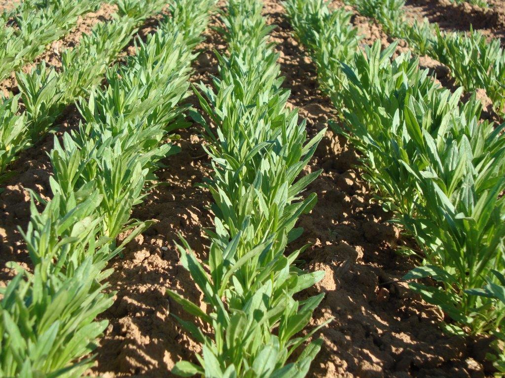 Caza y campo: La Camelina, una opción real de cultivo.