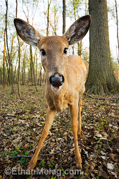 Ethan Meleg - Nature Photography Blog: Wide-angle White-tailed Deer ...