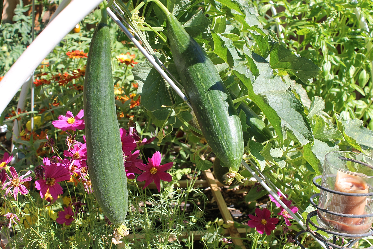 Liisa's Garden Journey: Growing Luffa ~ Loofah ~ Lufah