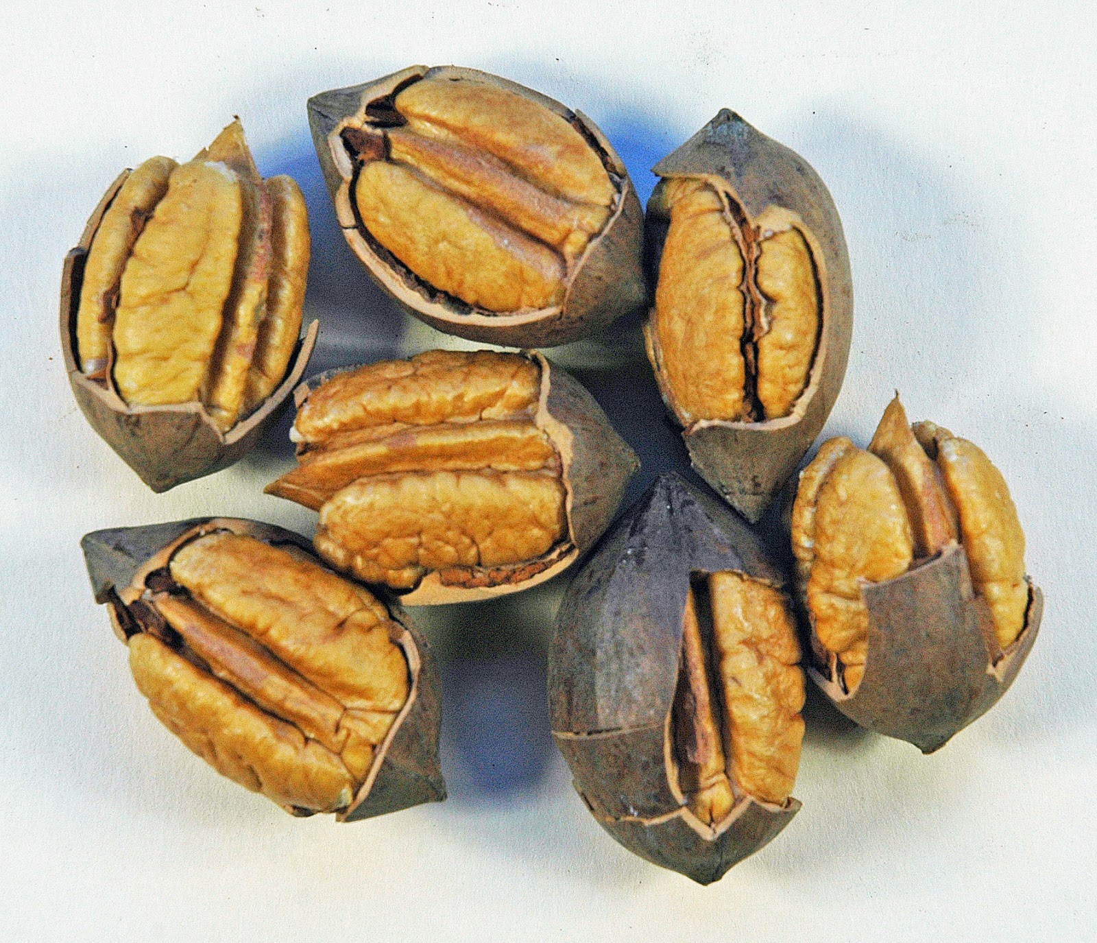 Northern Pecans: Kanza, stick-tights and crop load regulation