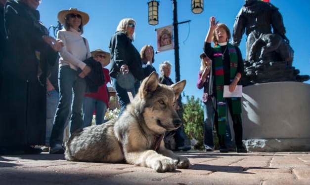 White Wolf : Religious leaders invoked blessings and prayers for wolves