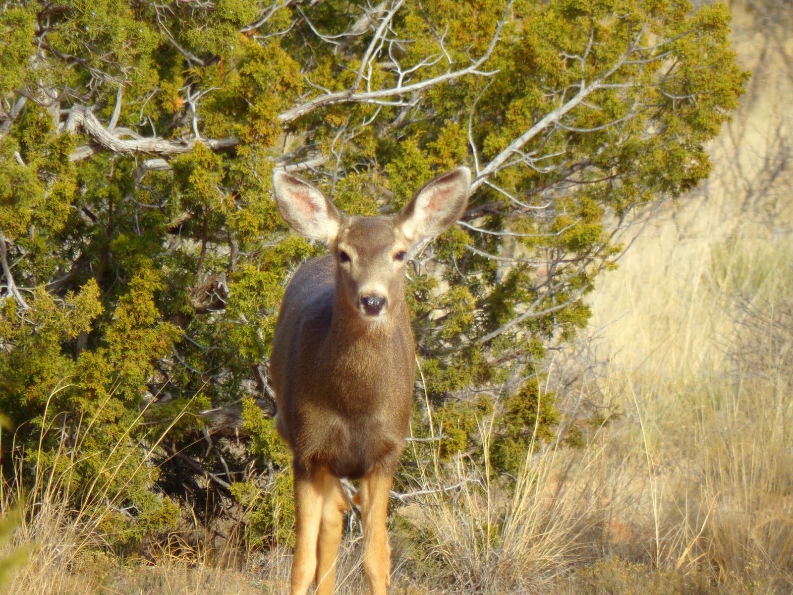 Sumner Lake State Park, Fort Sumner, New Mexico