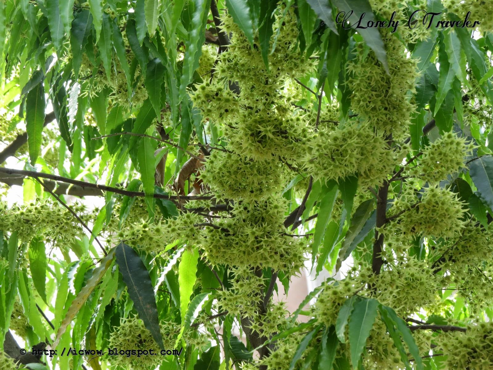 Debdaru ful (দেবদারু ফুল) - Polyalthia longifolia
