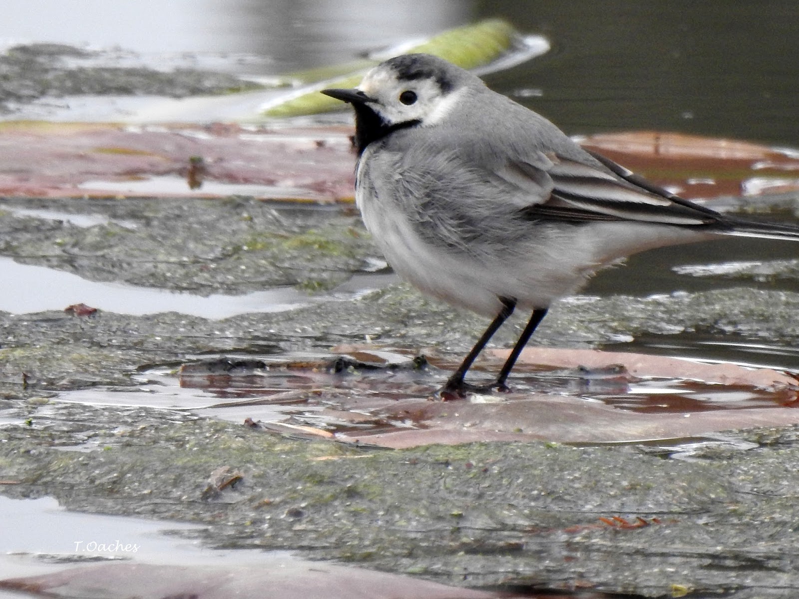 PASARI DIN ROMANIA: CODOBATURA ALBA, Motacilla alba
