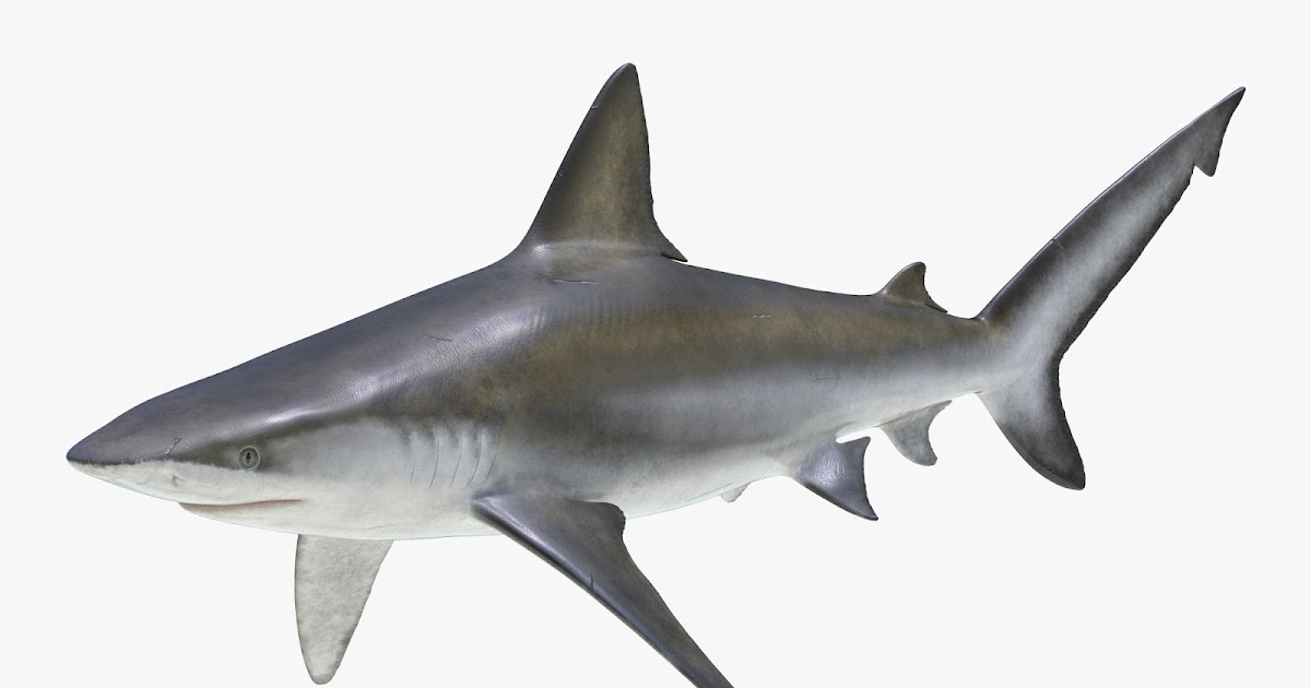 3d model of Bignose Shark by 3d_molier International: 3d_molier 3d models