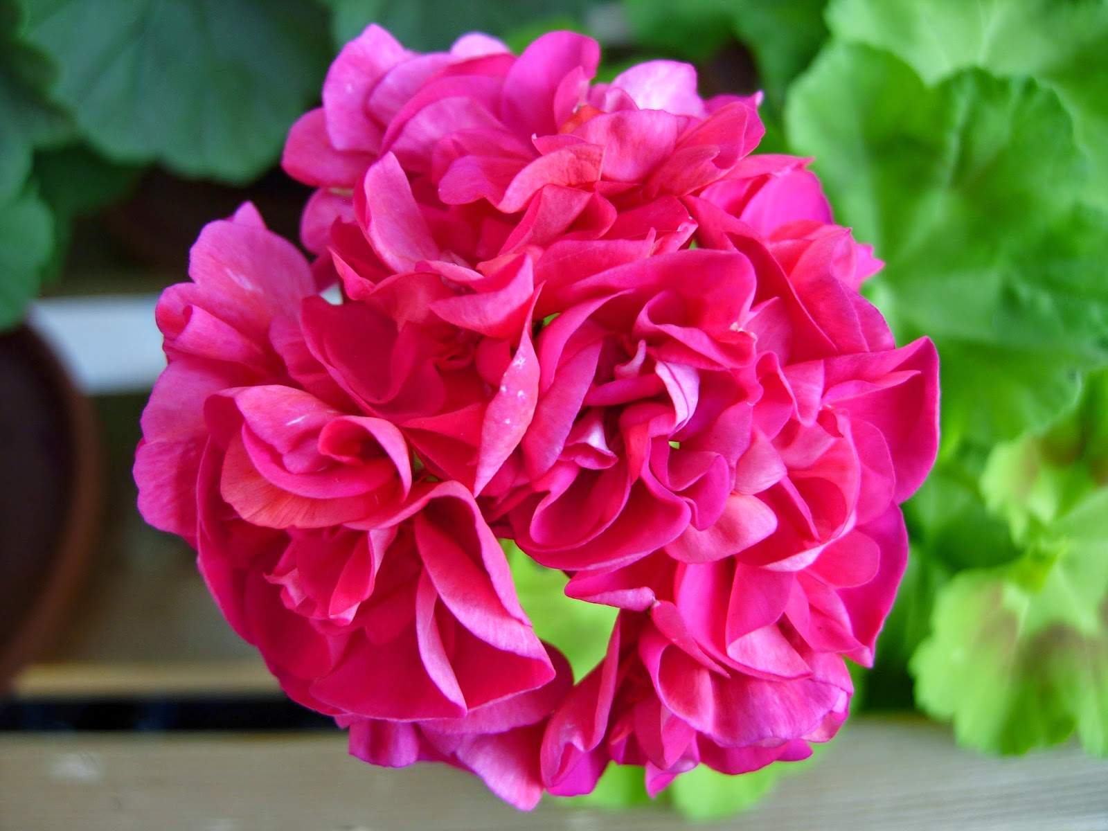 Pelargonernas Rike: Pelargoner som stormtrivs