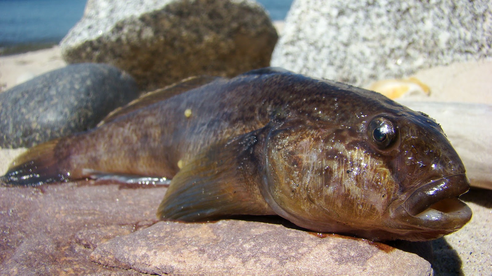 SURF.pl: Babka bycza-Neogobius melanostomus