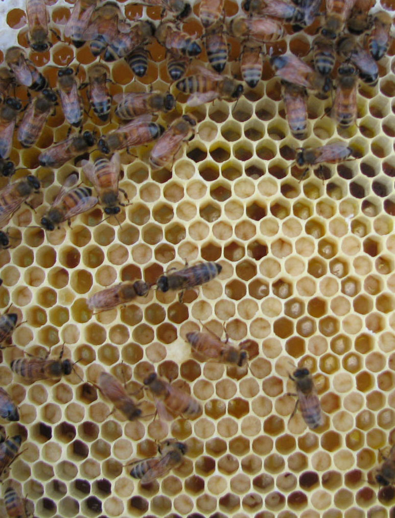 Mustang Dreams....: Bee Hive Update...