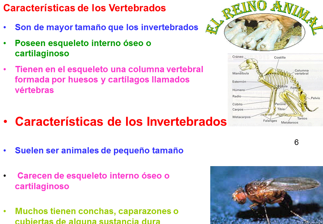MED 114: REINO ANIMAL: VERTEBRADOS E INVERTEBRADOS