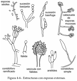 Fialoconidios Resumenes Cuestionarios | Esquemas Y Mapas Conceptuales