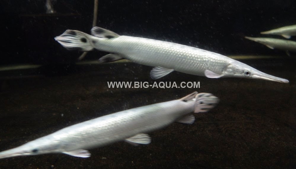 PLATINUM Florida Gar ~ Big Aqua