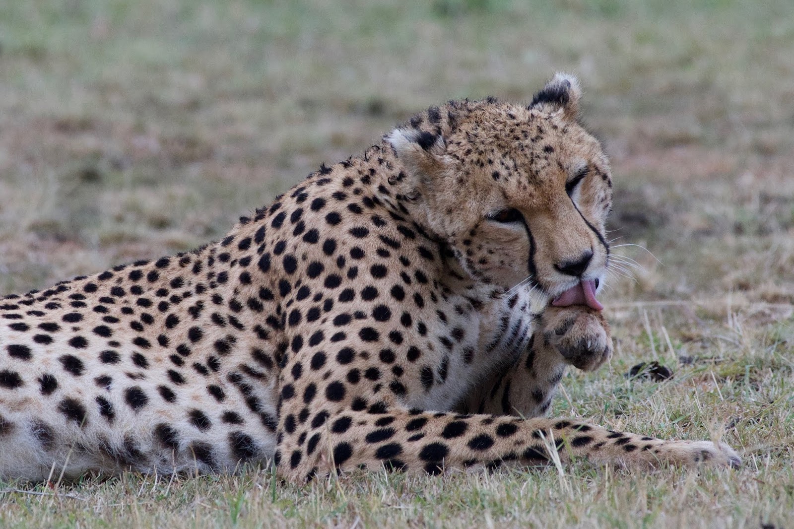 Naturfoto Einar Hugnes: Kenya 1: Leopard og gepard allerede første dag!