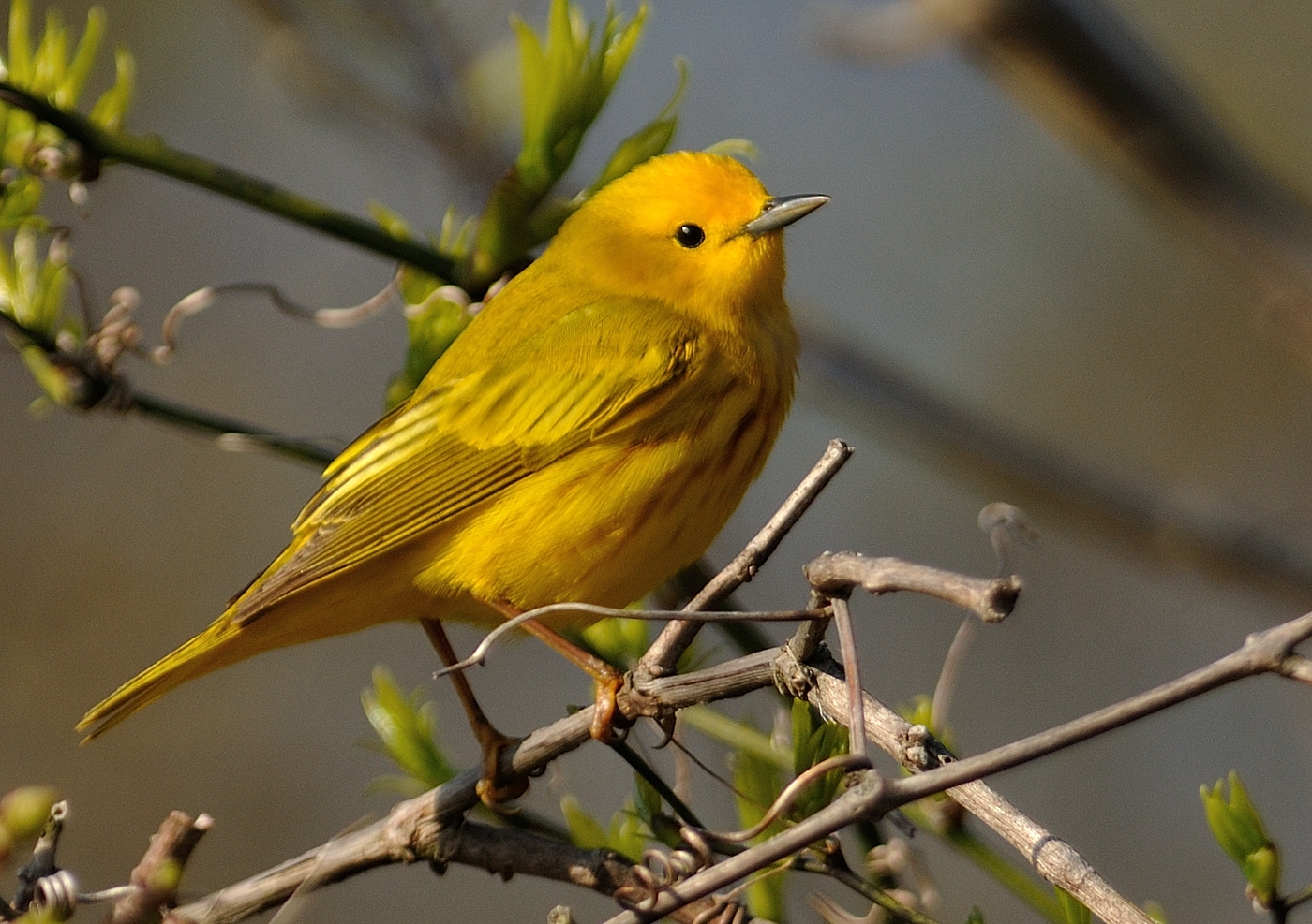 Steve Rogers birding: Ontario and Point Pelee Trip Report