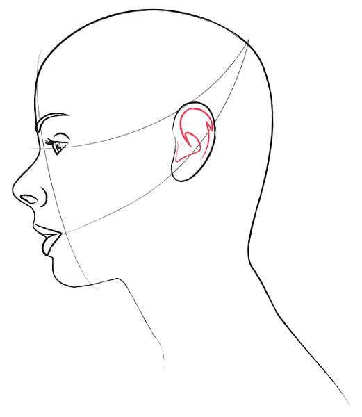 Pencil sketches and drawings: How to Draw a Human Head