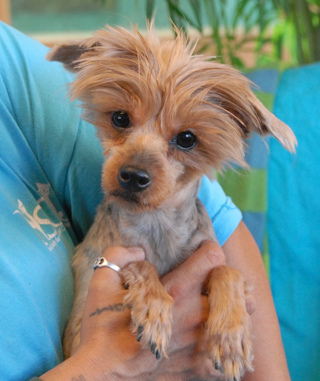 Tasha, a Yorkie awakening to human kindness.