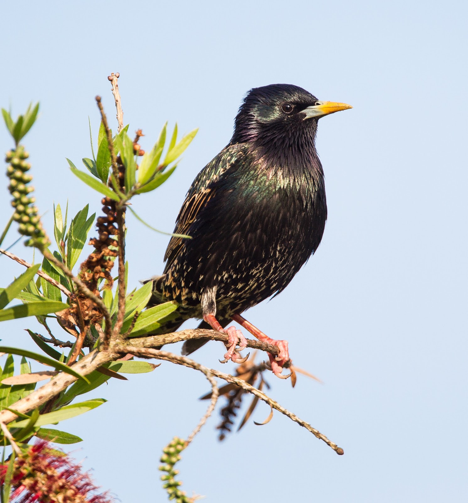 STARLING BIRD photos - wallpapers | the fun bank