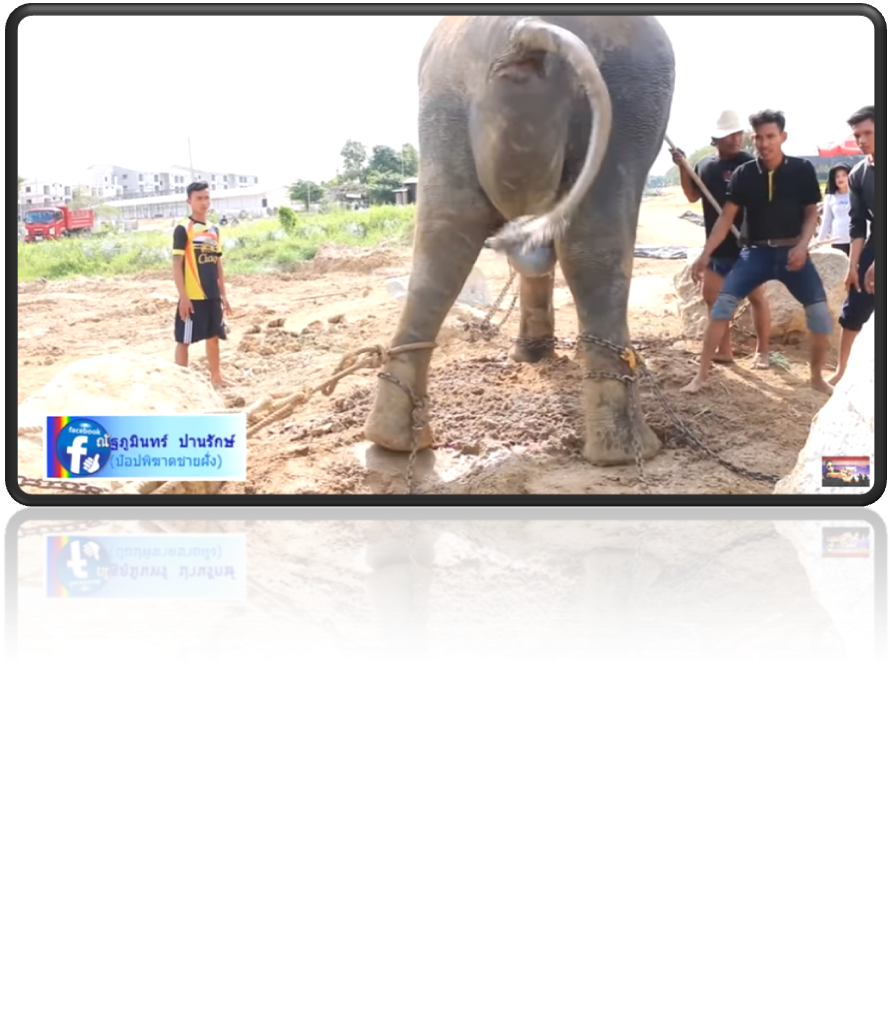 GESTAÇÃO e PARTO das ELEFANTAS