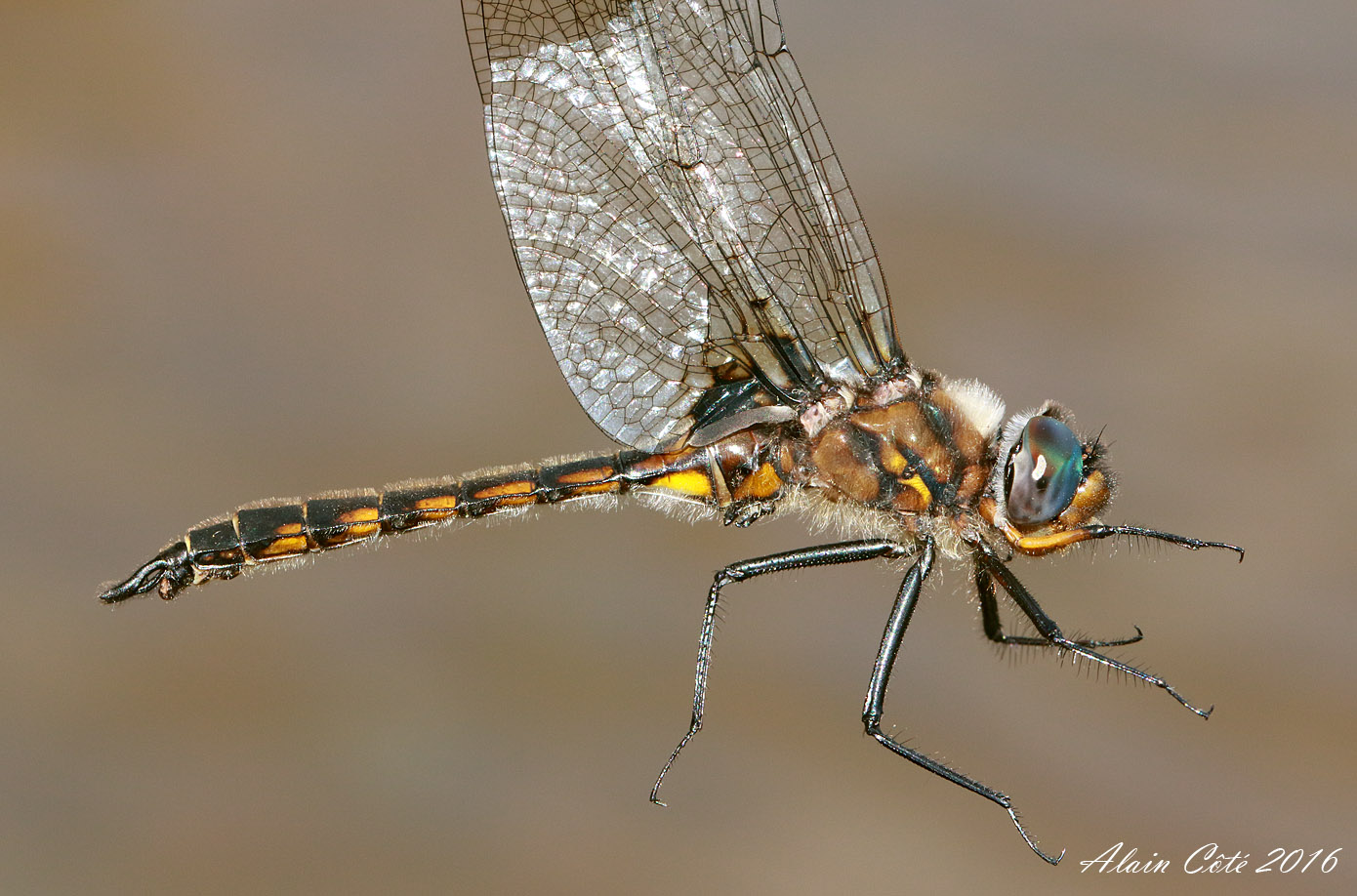Libellules Québec - Quebec Dragonflies and Damselflies: 4 juin - pont à ...