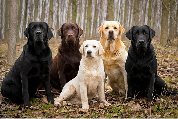 Labrador retriever | WIKI PERROS