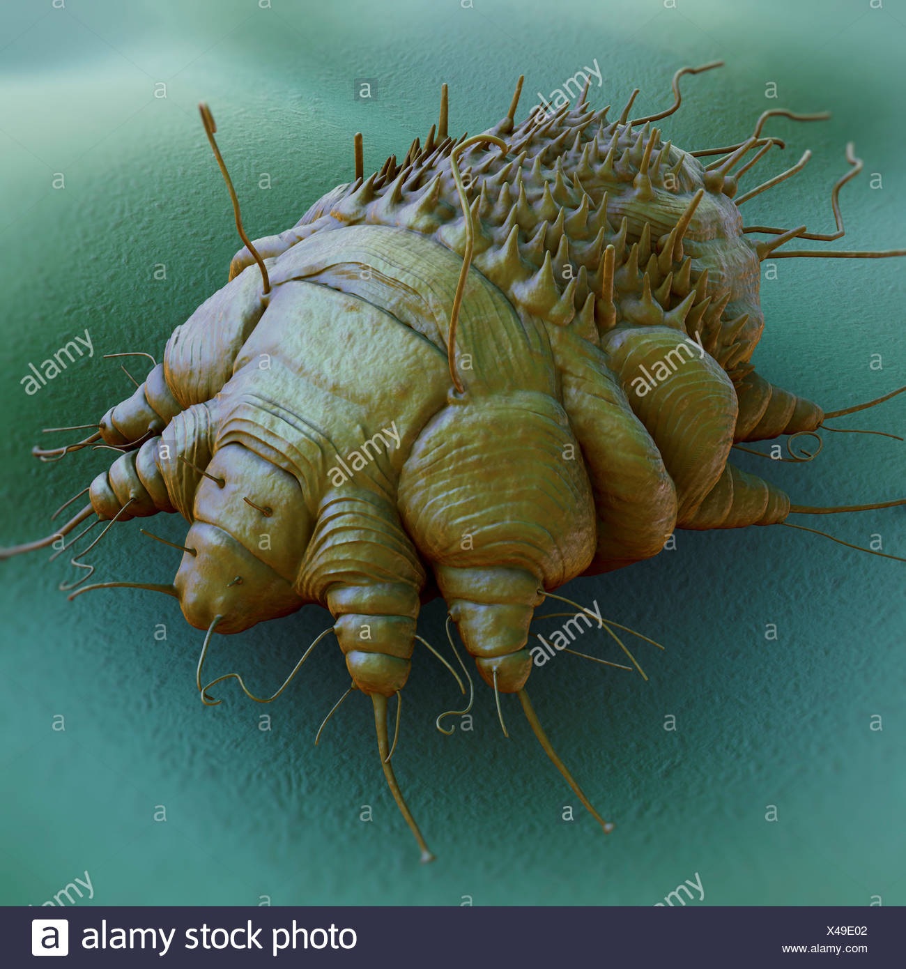 Funciones vitales de Sarcoptes Scabiei