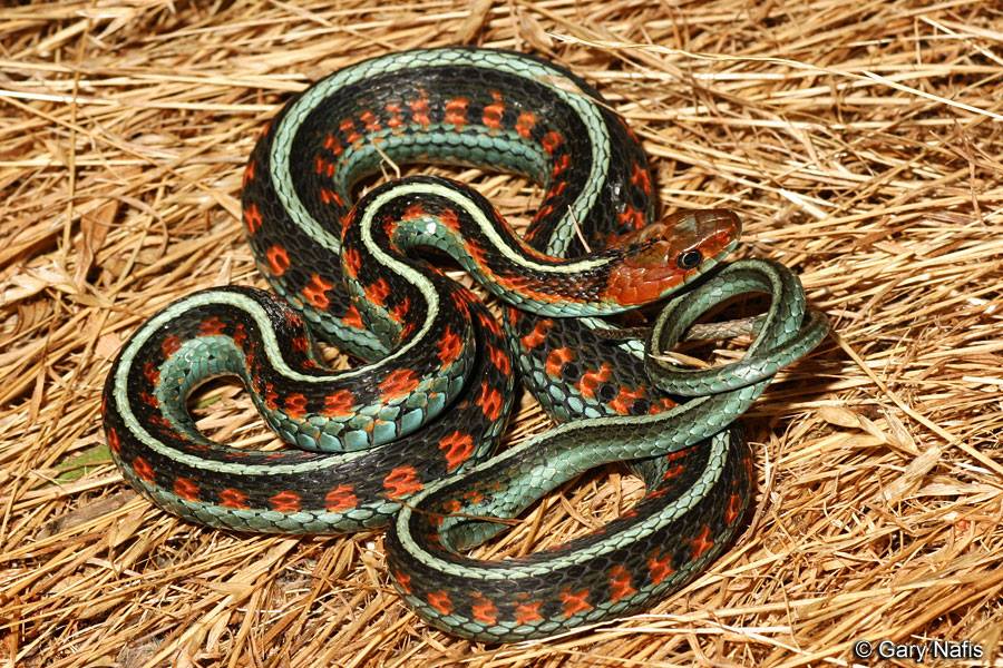 Alam Mengembang Jadi Guru: Ular-Ular Cantik di Dunia