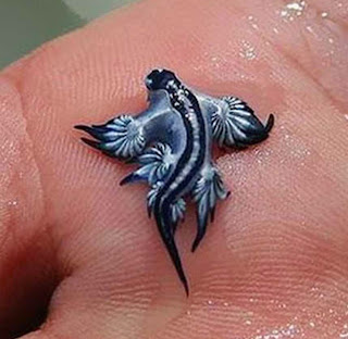 Las Fotos Mas Alucinantes: glaucus atlanticus