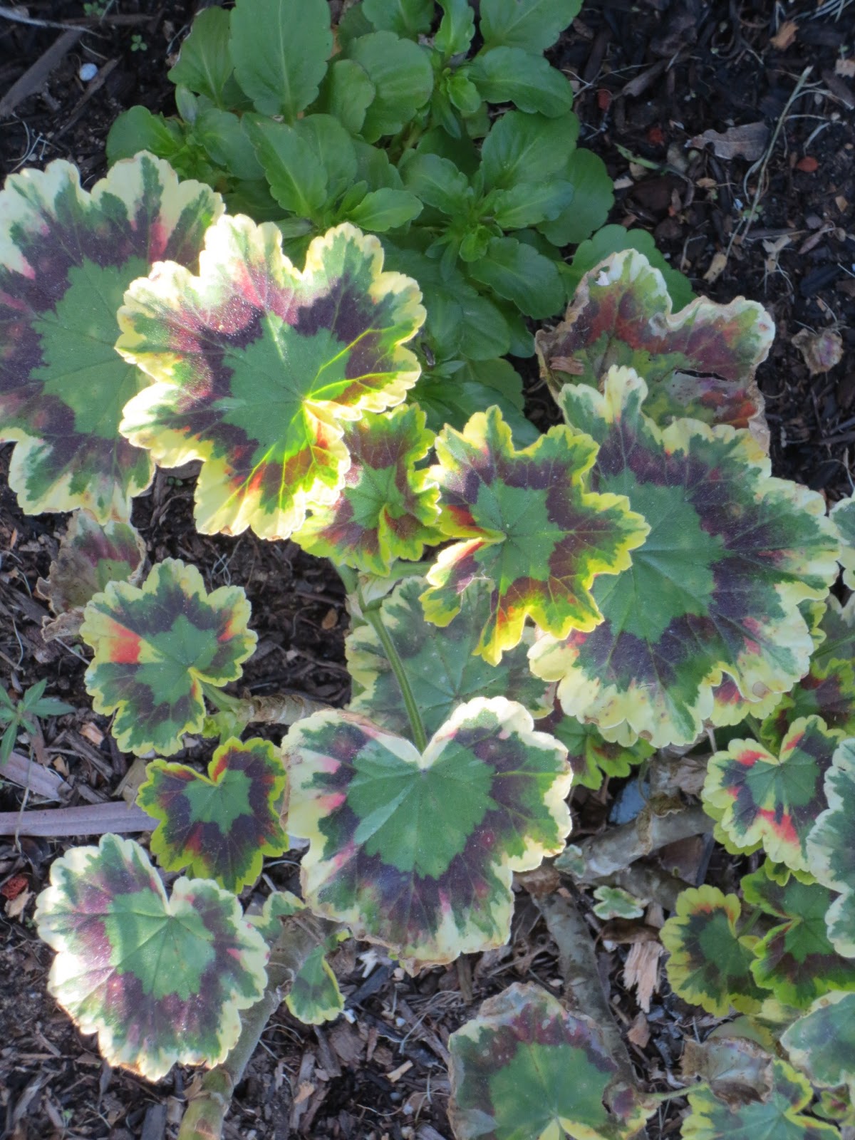 Late to the Garden Party: February Foliage Follow-up