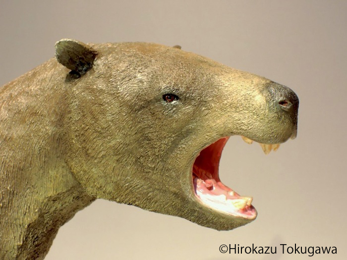Hirokazu Tokugawa's Paleo Sculpture: Higotherium (2014)