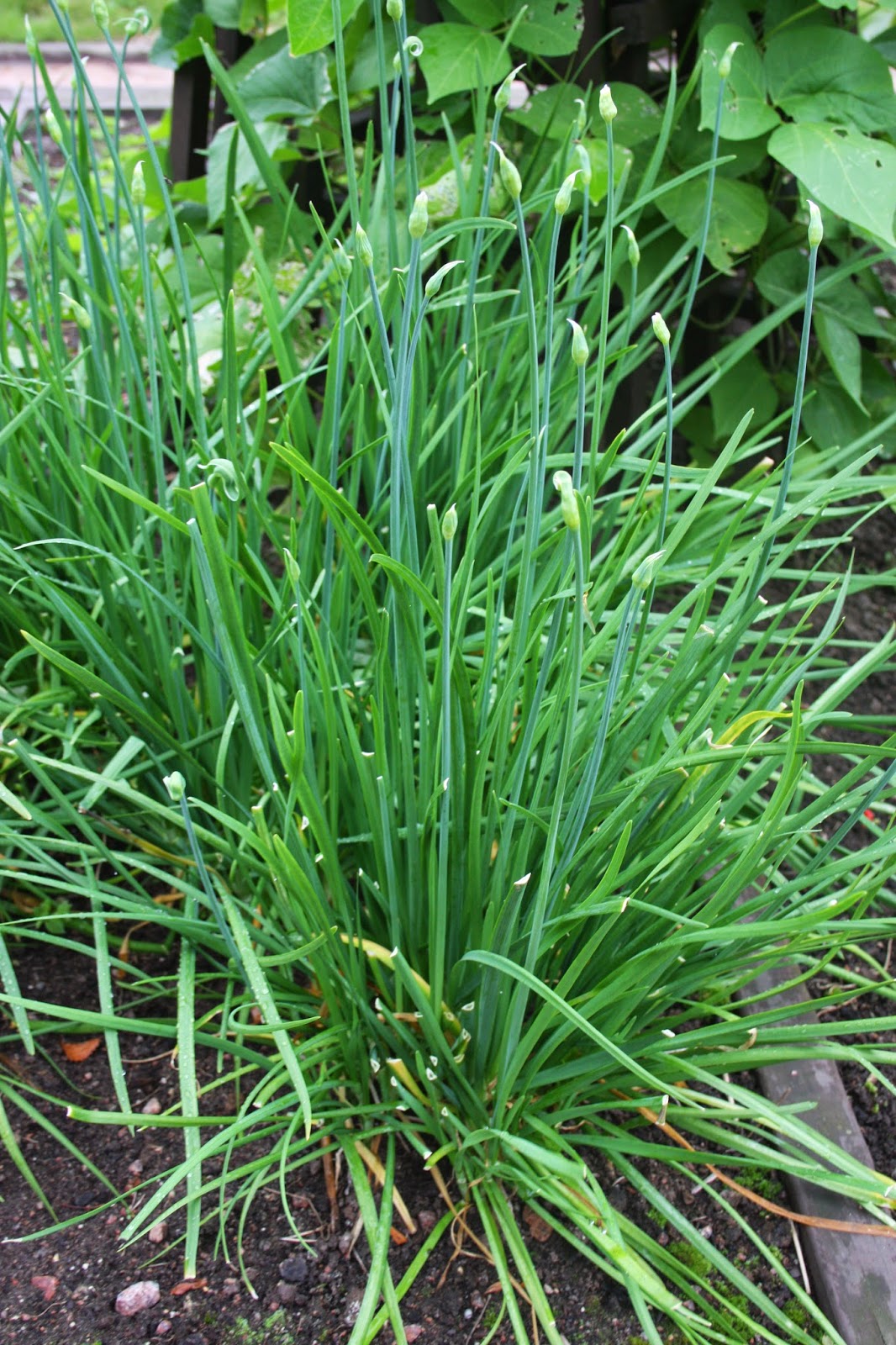 Siniunikon: Kotka Redutti