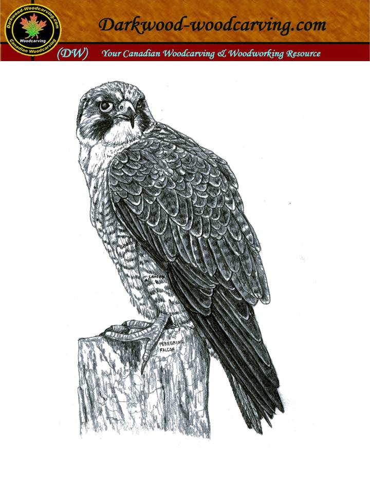 Terry's Niche: Peregrine Falcon - Free Patterns