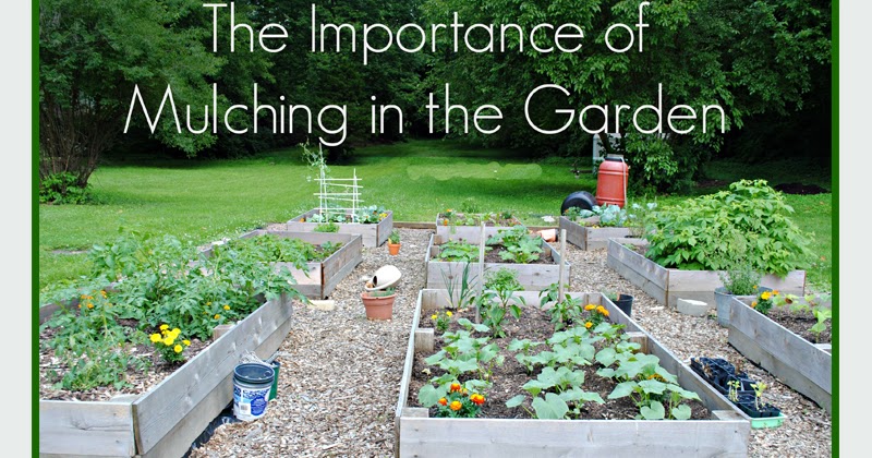 MulchIndia: The Importance of mulching in the garden