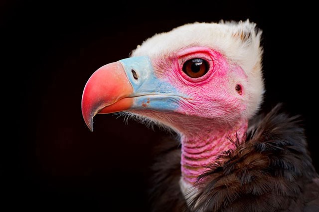 Charisma of Nature; The Most Amazing Animals As You Never See Before ...