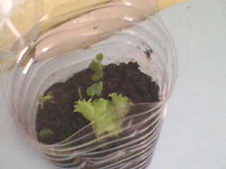 Pequeninos Brilhantes: Nosso terrario - projeto bichinhos de jardim ...