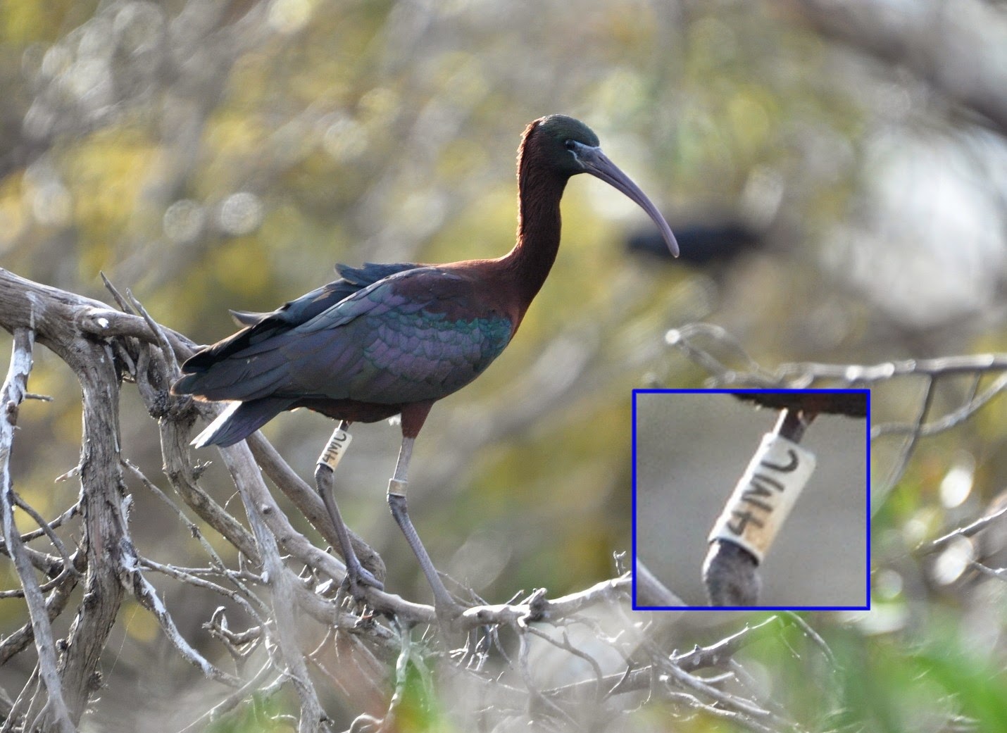 La otra orilla - Aves de Marruecos: Morito común (Plegadis falcinellus)