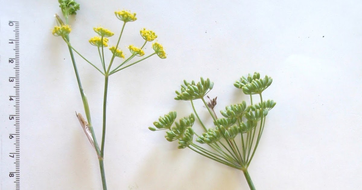 HERBARIO VIRTUAL DE BANYERES DE MARIOLA Y ALICANTE: Foeniculum vulgare ...