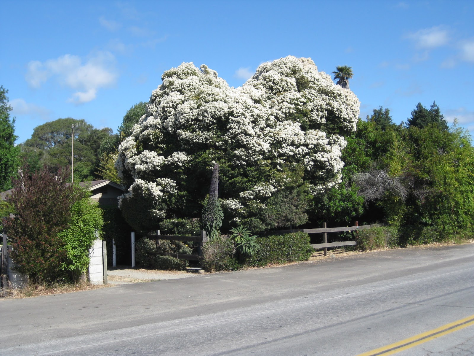 Trees of Santa Cruz County: Melaleuca linariifolia - Flax leaf Paperbark